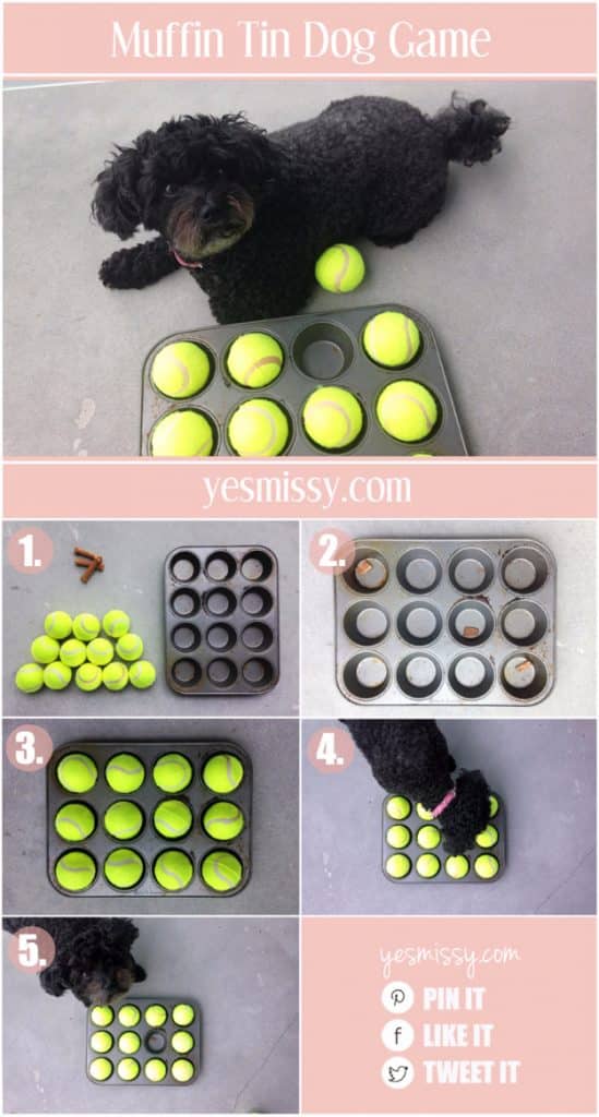33 Dog Hacks To Try - DIY Joy