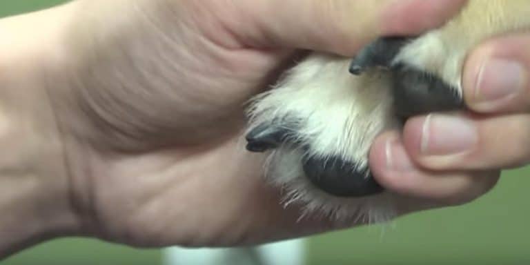 How to Trim Your Pet's Toenails At Home - DIY Joy