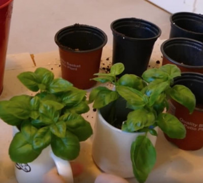 Grow An Infinite Number Of Basil Plant From One Mother Plant - DIY Joy