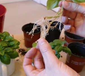 Grow An Infinite Number Of Basil Plant From One Mother Plant - DIY Joy