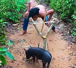 How to Make A Wild Hog Trap With A Snare - DIY Joy