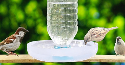 How To Make A Bird Water Feeder From A Water Bottle - DIY Joy