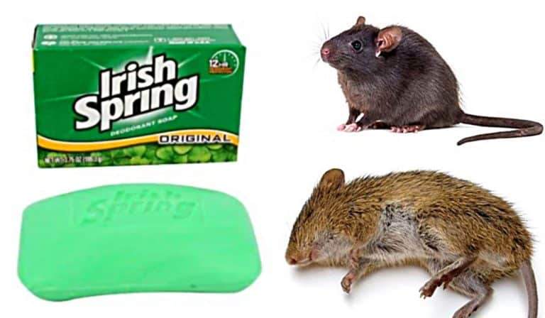 How To Get Rid of Mice and Rats With Irish Spring - DIY Joy