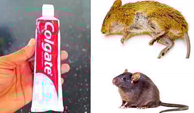 How To Kill Mice And Rats With Toothpaste - DIY Joy