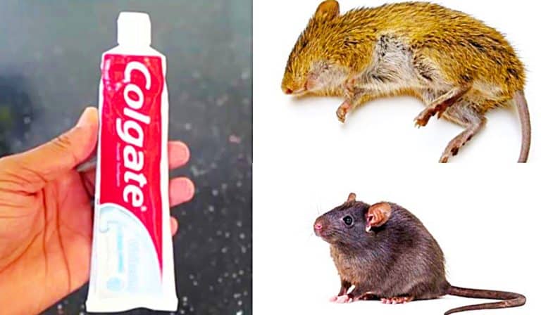 How To Kill Mice And Rats With Toothpaste - DIY Joy