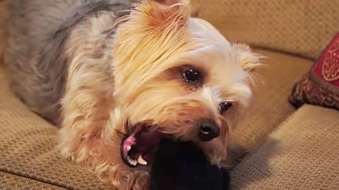 11 Life Hacks For Dogs