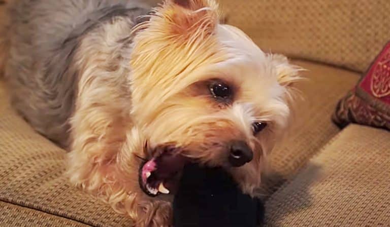 11 Life Hacks For Dogs - DIY Joy