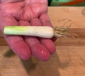 How To Grow Vegetables From Kitchen Scraps - DIY Joy
