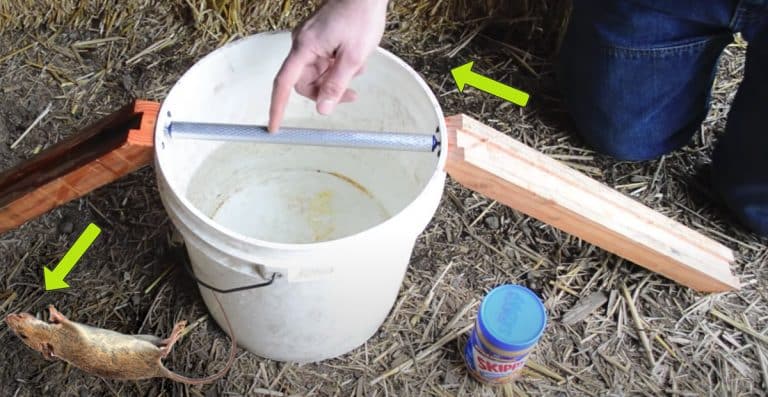 DIY Mouse Trap Uses Peanut Butter, Then Lands Them In A Bucket of Water ...