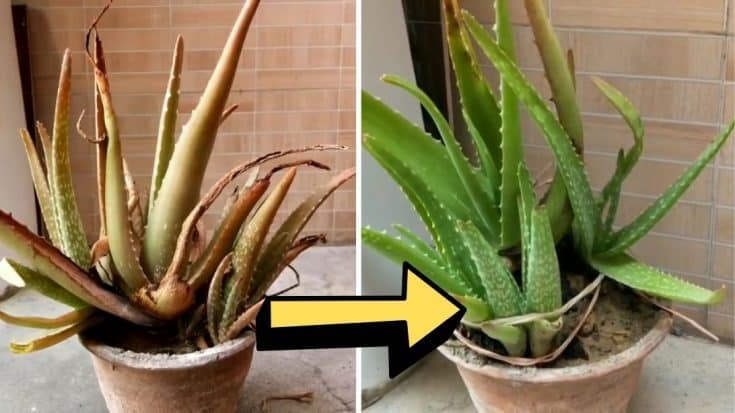How To Revive A Dying Aloe Vera Plant - DIY Joy