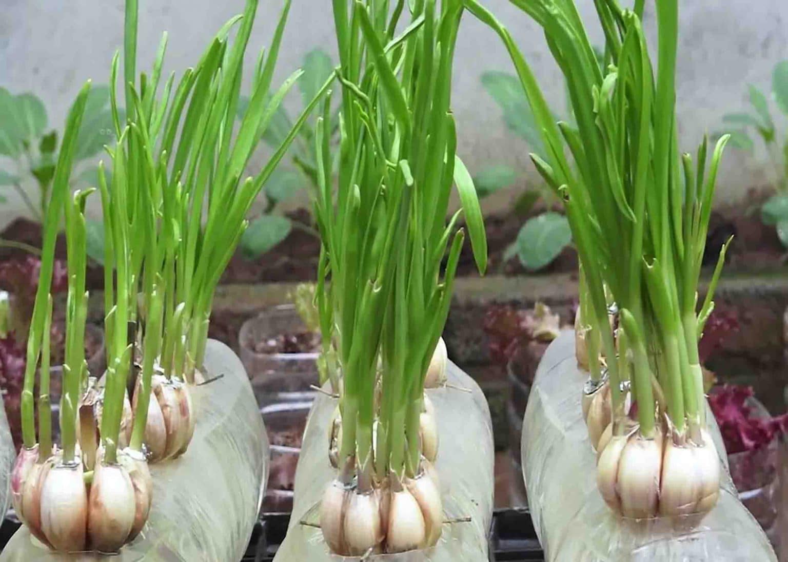 How To Grow Garlic In A Plastic Bottle