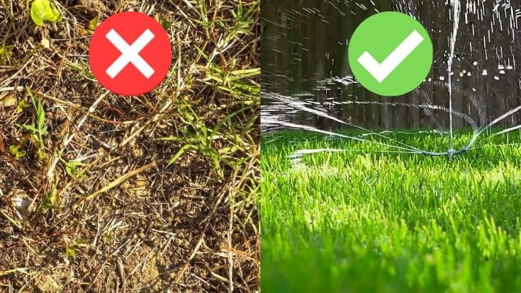 9 Secrets to Keep Your Lawn Green and Healthy - DIY Joy
