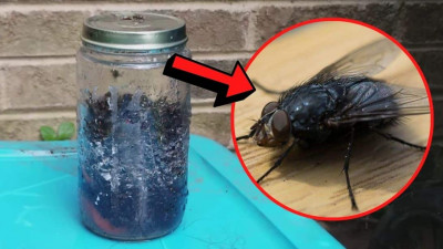 Easy & Super Effective Homemade Fly Trap - DIY Joy
