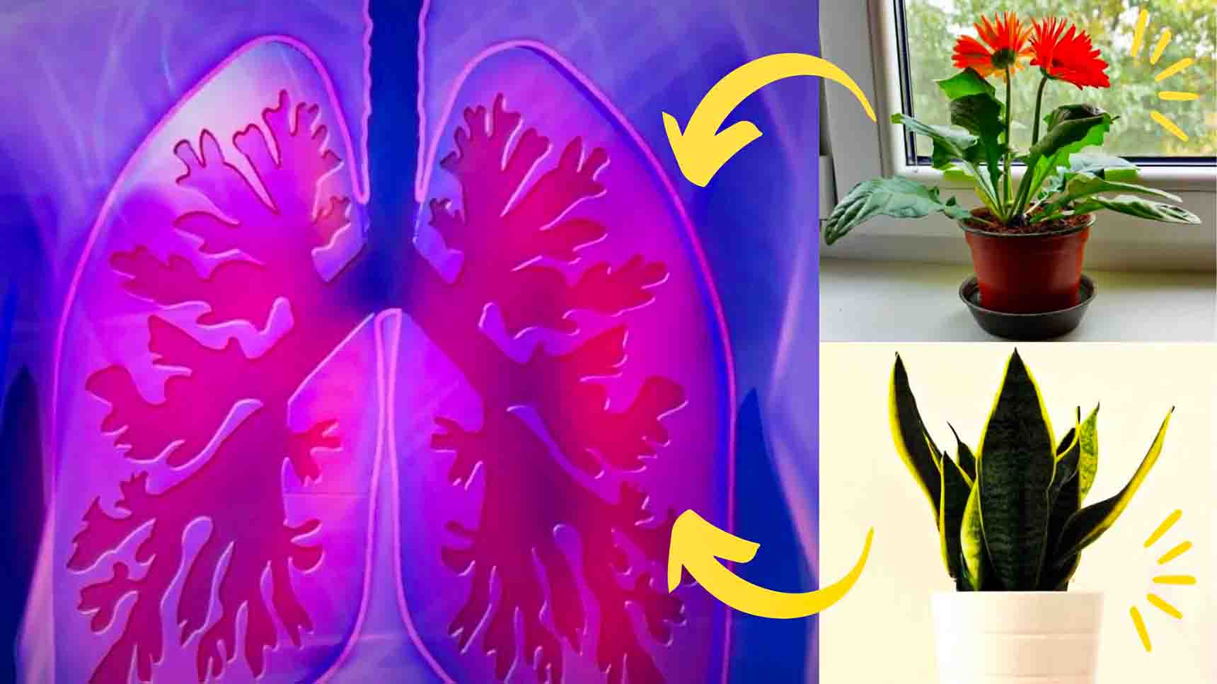 10 Best Indoor Plants That Produce Oxygen 24 7 10 Best Indoor Plants That Produce Oxygen 24 7