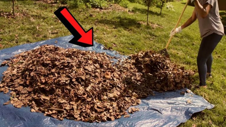 3 Easy Steps To Clean Up Your Yard For Fall - DIY Joy