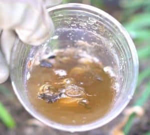 Effective Beer Trap For Slugs & Snails In Your Garden - DIY Joy