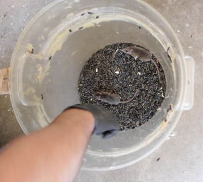 How to Catch Mice in a Bucket - DIY Joy