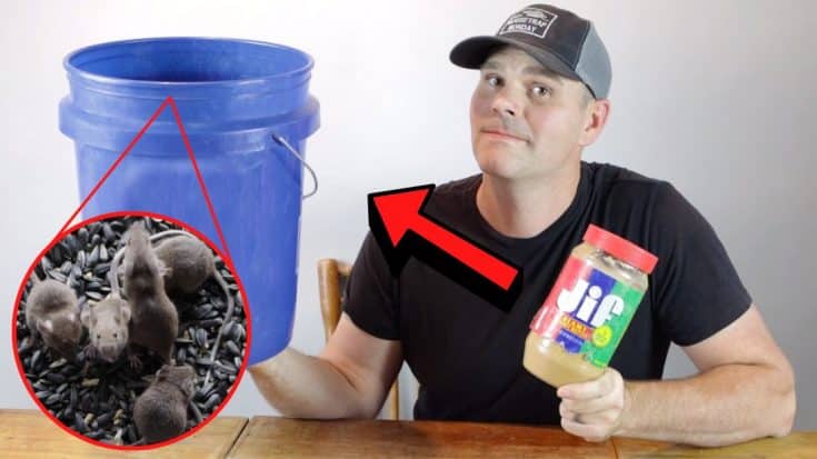 How to Catch Mice in a Bucket - DIY Joy