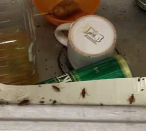 Easy No-Chemical DIY Cockroach Trap Tutorial - DIY Joy