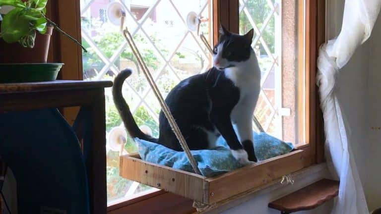 How to Repurpose Wooden Tray Into DIY Cat Window Seat - DIY Joy