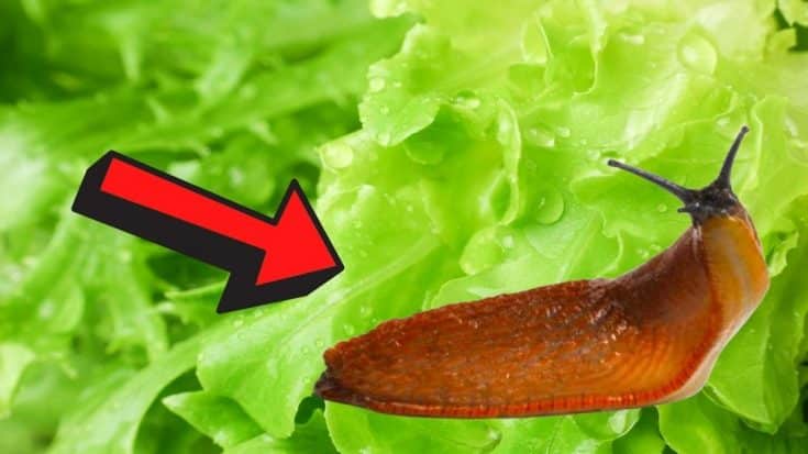 6 Proven Slug Control Methods - DIY Joy