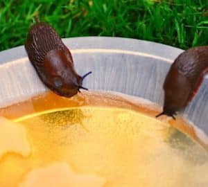 6 Proven Slug Control Methods - DIY Joy