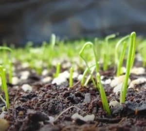 How to Grow Scallions or Green Onions Indoors - DIY Joy