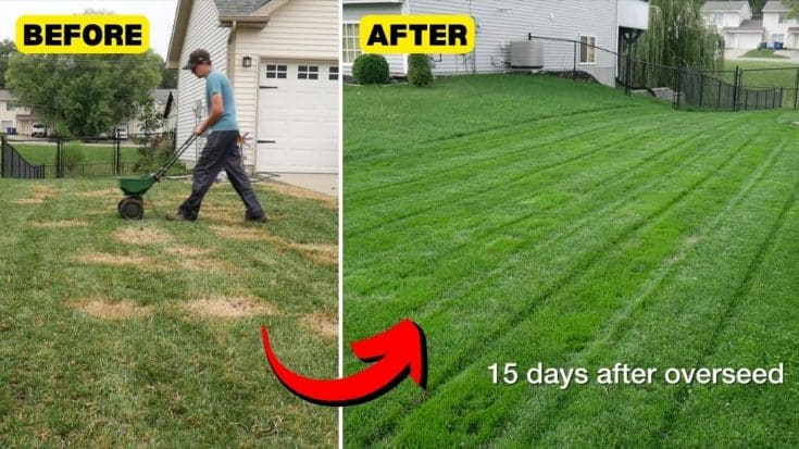 How to Fix your Lawn with Overseeding in Just 15 Days - DIY Joy