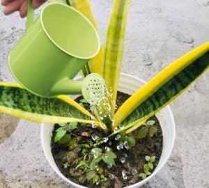 Is Your Snake Plant Dying? Top 3 Ways to Save It - DIY Joy