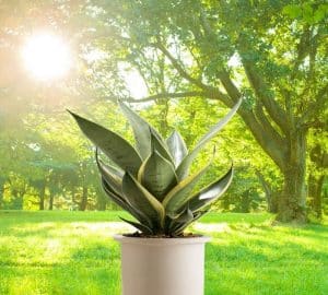 Is Your Snake Plant Dying? Top 3 Ways to Save It - DIY Joy