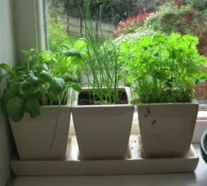 10 Easiest Vegetables That You Can Grow In Containers - DIY Joy