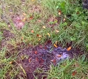 How to Keep Snakes Away From Your House - DIY Joy