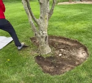 How to Get Picture-Perfect Tree Edging Easily - DIY Joy