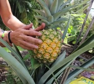 How to Grow Giant Pineapples in Containers - DIY Joy
