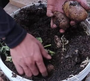 How to Grow Potatoes All Year Round - DIY Joy