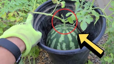 How to Tell if Your Watermelon is Ripe in 5 Seconds - DIY Joy