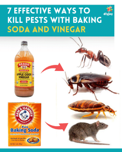 7 Effective Ways to Kill Pests With Baking Soda and Vinegar