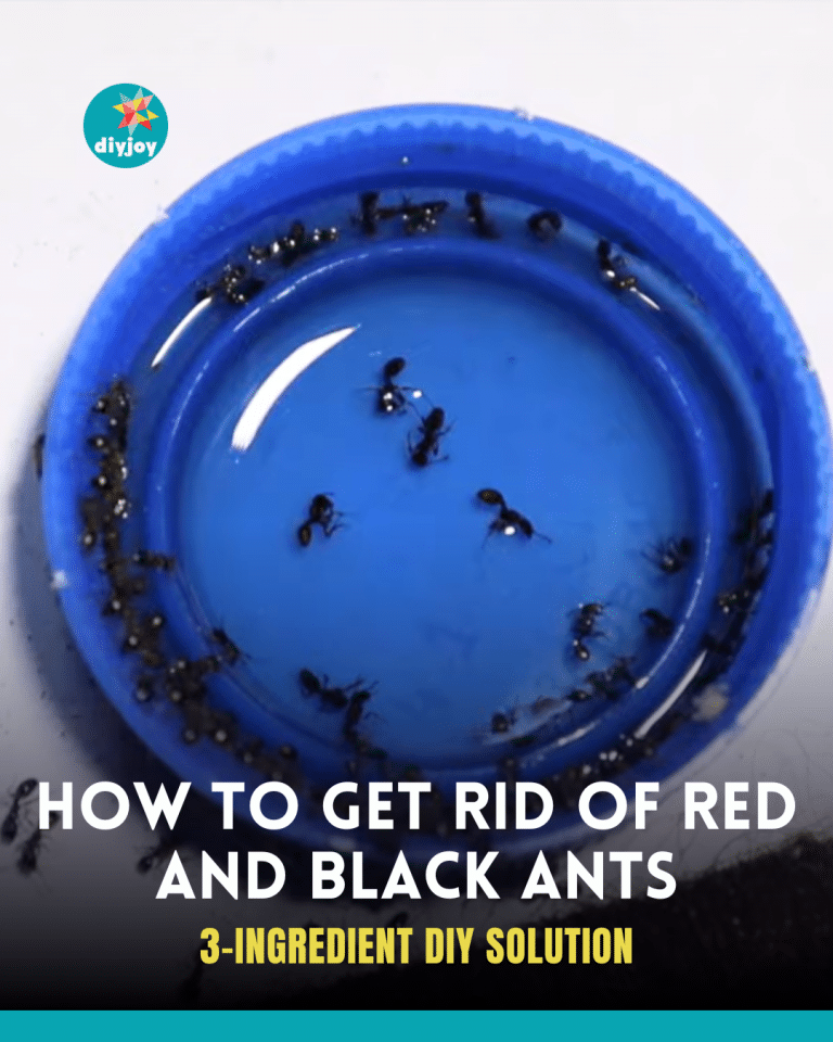 How to Get Rid of Red and Black Ants Using 3-Ingredients