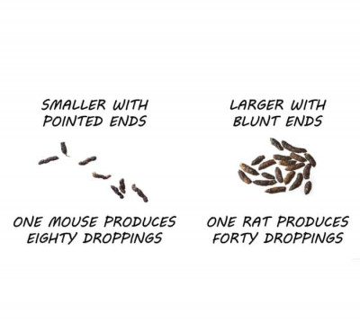 How to Get Rid of House Mice in 4 Easy Steps - DIY Joy