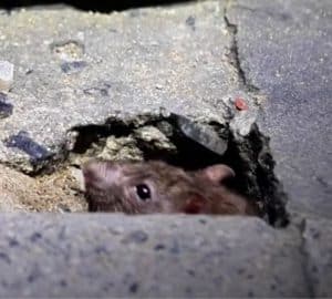 How to Get Rid of Rats Using Toothpaste - DIY Joy