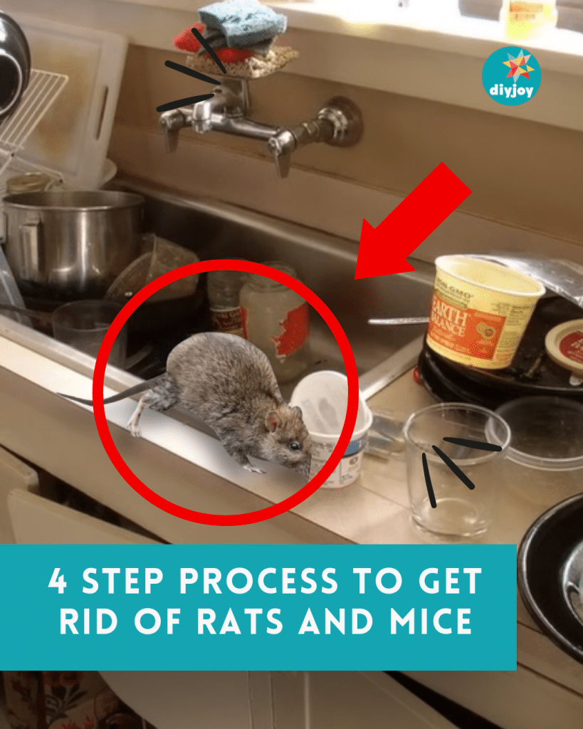 4 Step Process to Get Rid of Rats and Mice