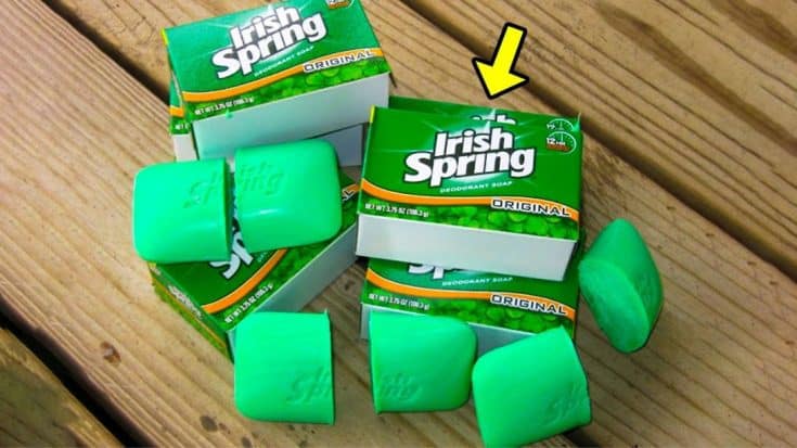 How to Keep Yard Pests Away Using Irish Spring Soap - DIY Joy