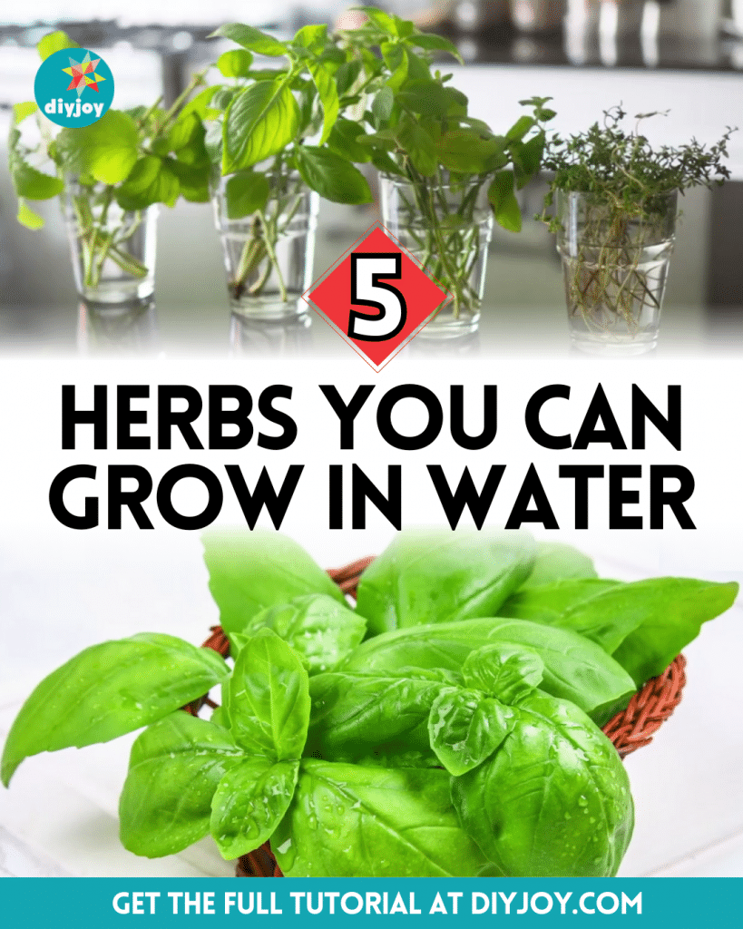 5 Herbs You Can Grow in Water Easily - DIY Joy
