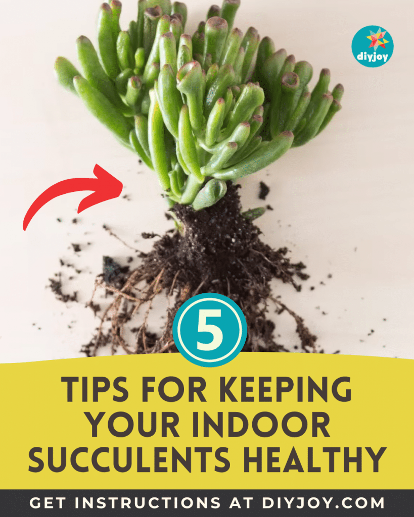 5 Tips to Keep Indoor Succulents Healthy