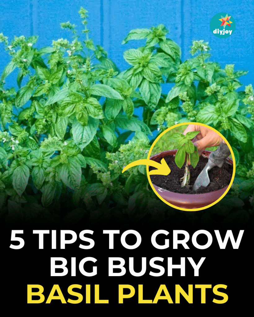 5 Tips to Grow Big Bushy Basil Plants