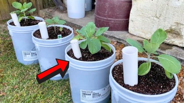 Inexpensive Wicking Bucket Containers - DIY Joy