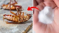 2 Home Remedies to Get Rid of Cockroaches - DIY Joy