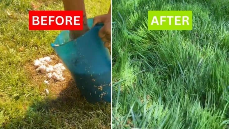 DIY Grass Hack You Should Try Now - DIY Joy