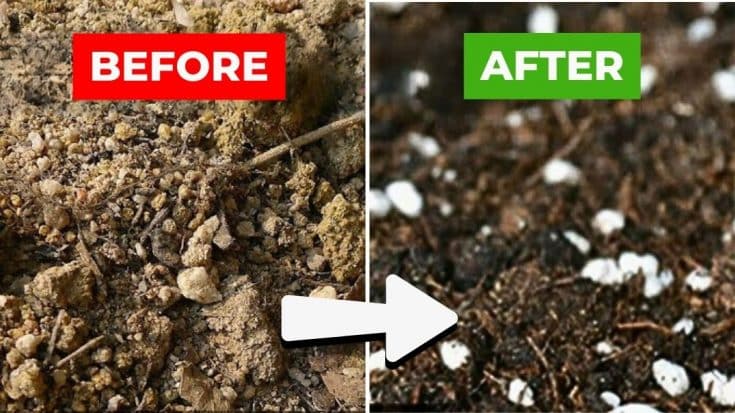 2 Easy Methods to Revitalize Old Potting Soil - DIY Joy