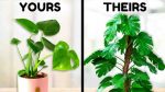 7 Things Plant Experts Do That You Probably Don T Diy Joy